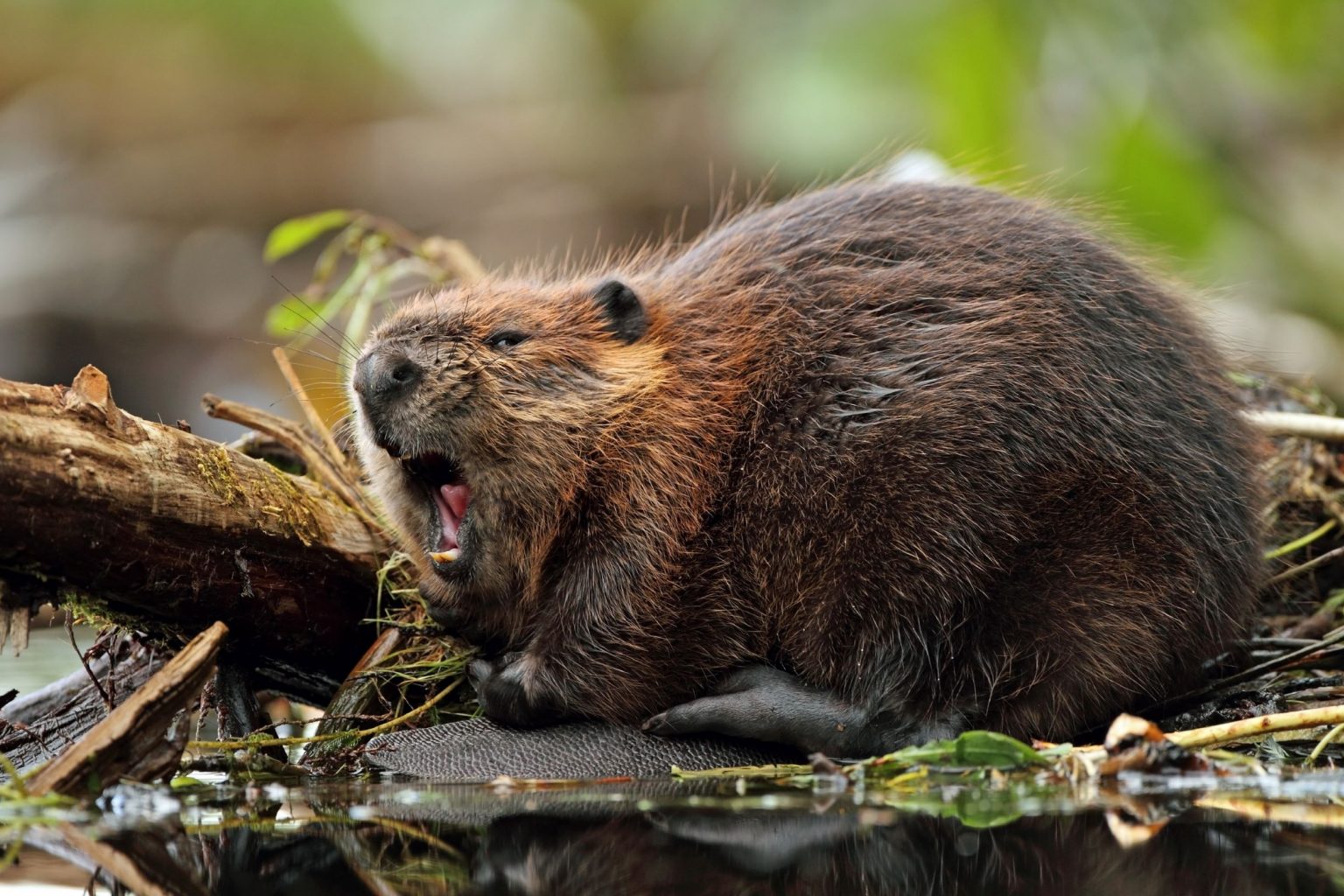 Virginia Pest Management