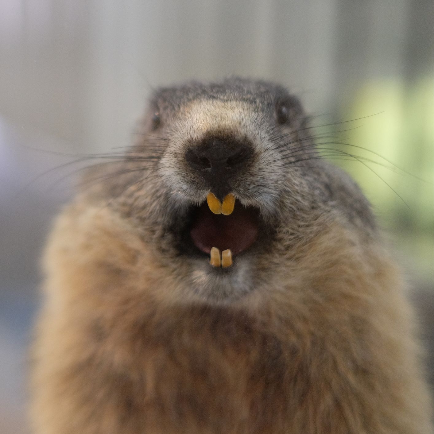 Virginia Pest Management