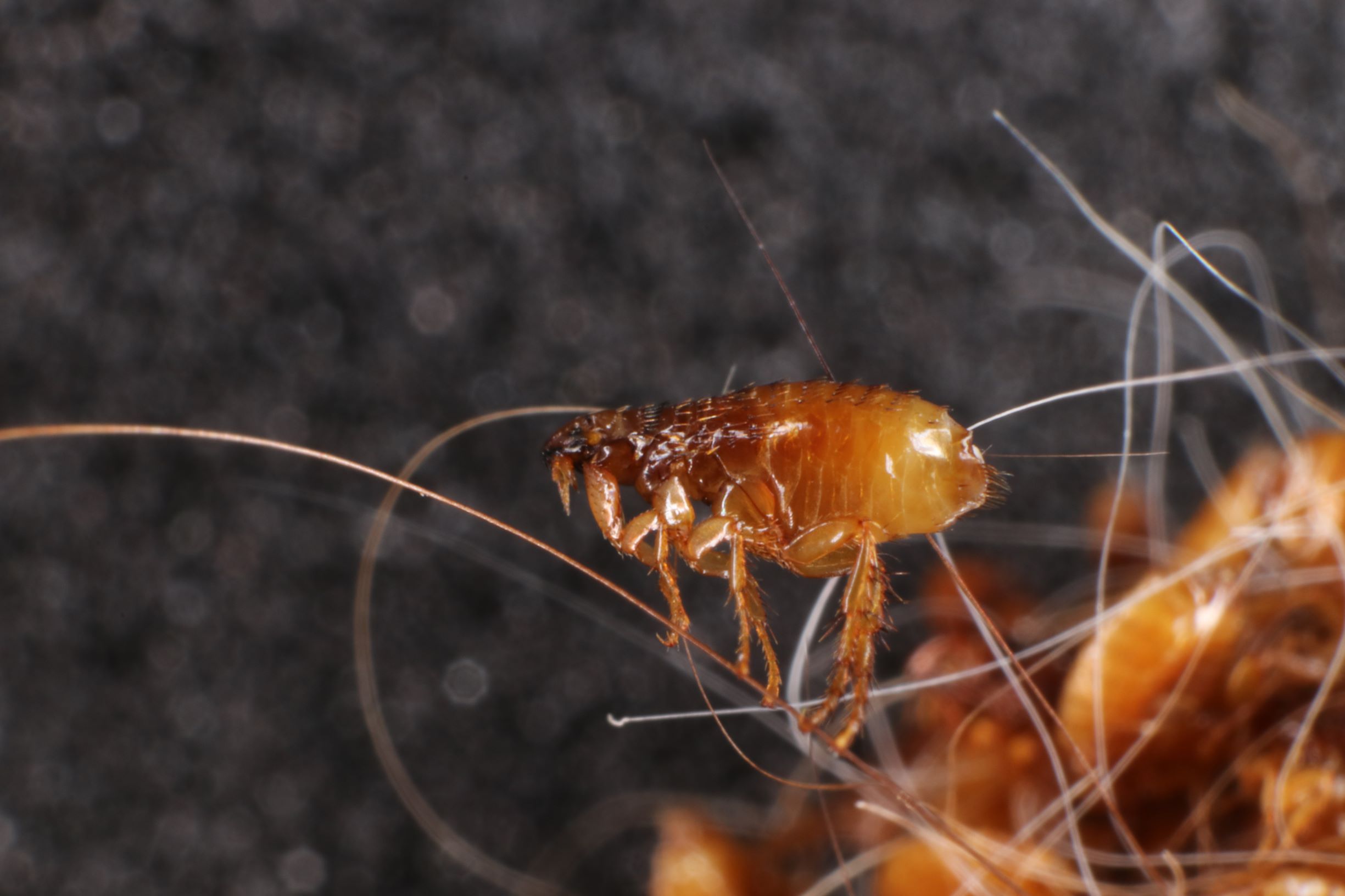 Virginia Pest Management